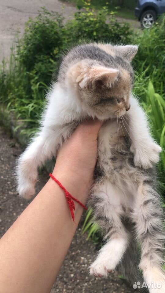 Котёнок бесплатно