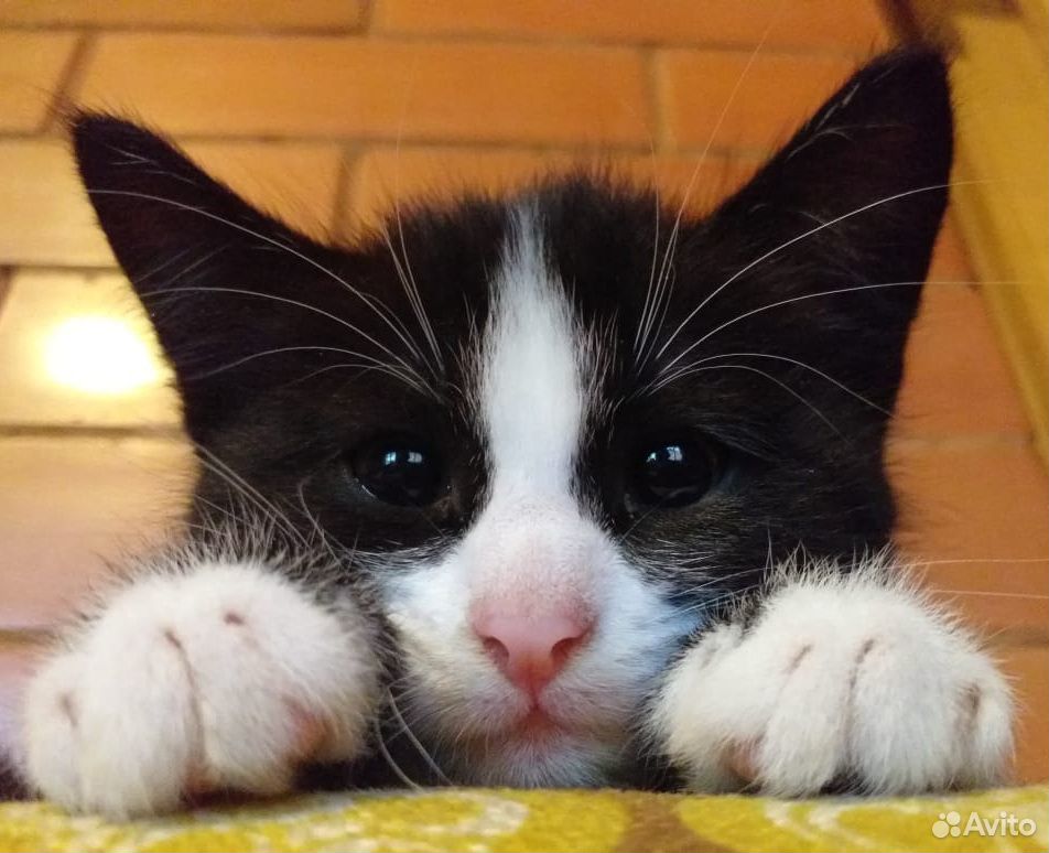 Котята полуторамесячные, мать - Гроза Мышей