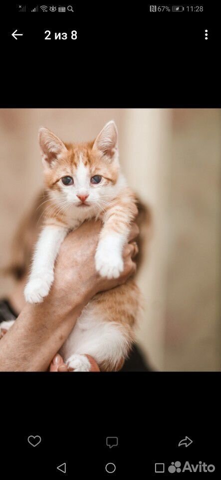 Кошка