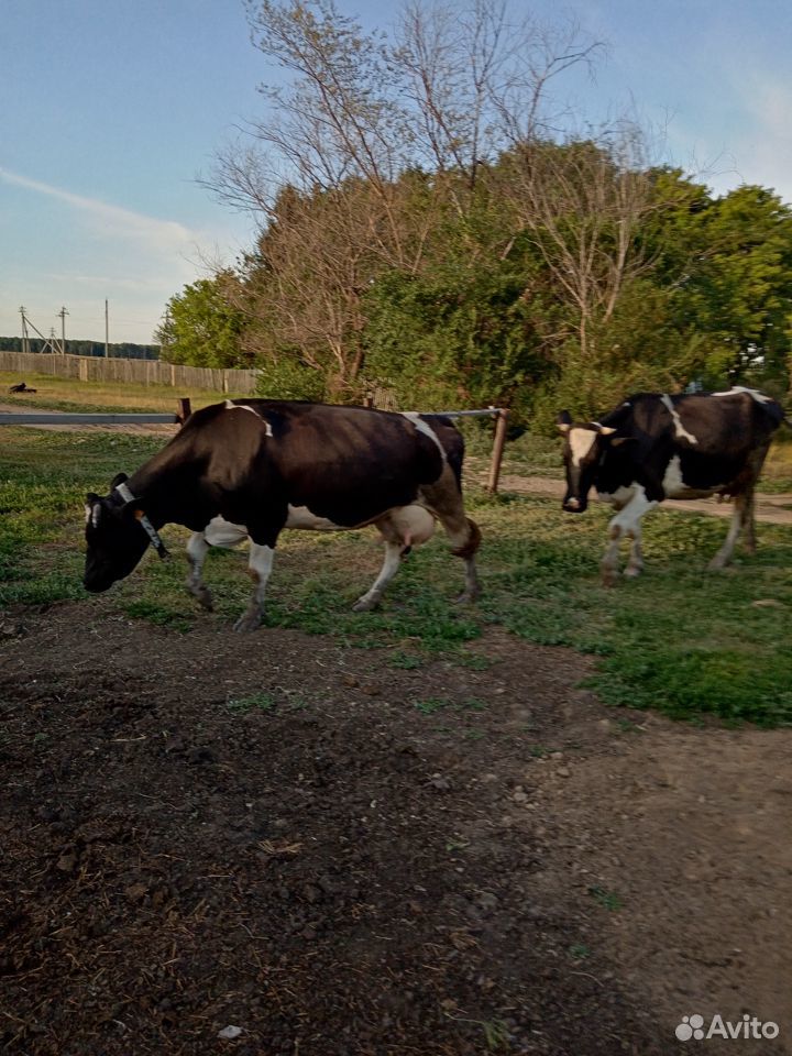 Продажа коров