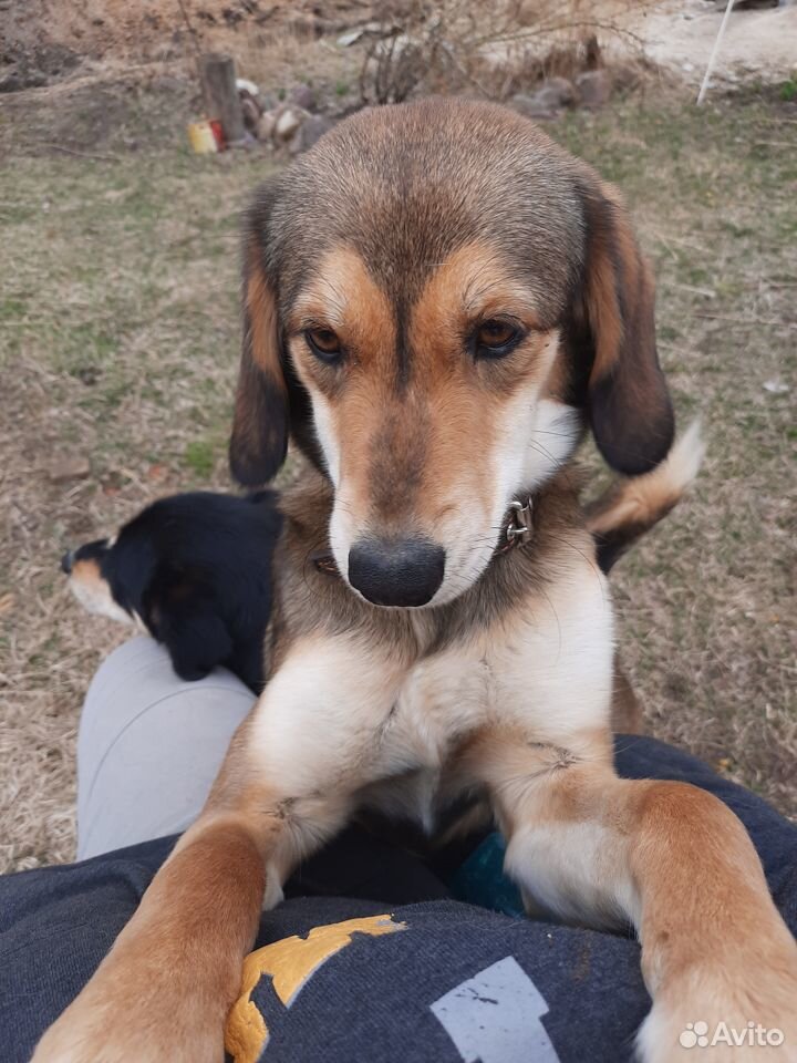 В добрые руки собаку