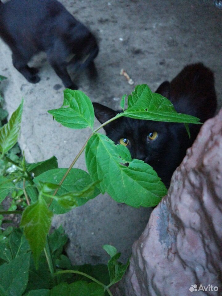 Дакота-Блэк, котенок