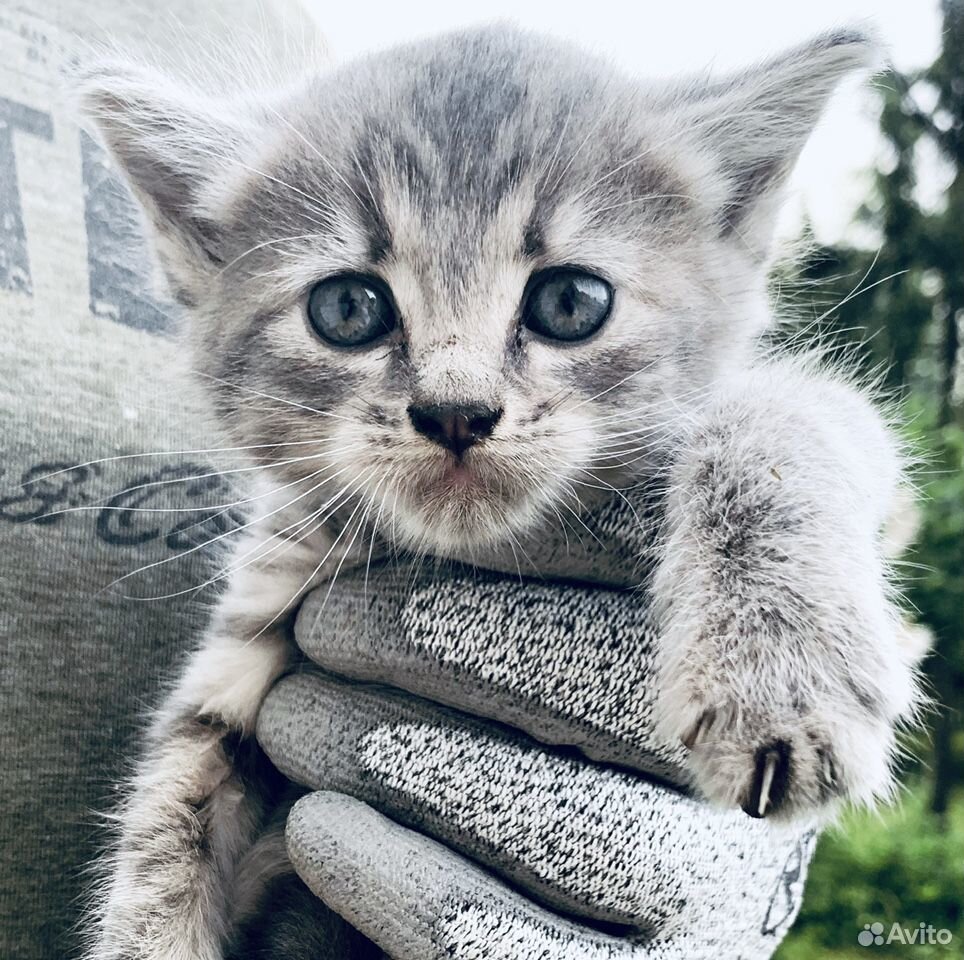 Кошка