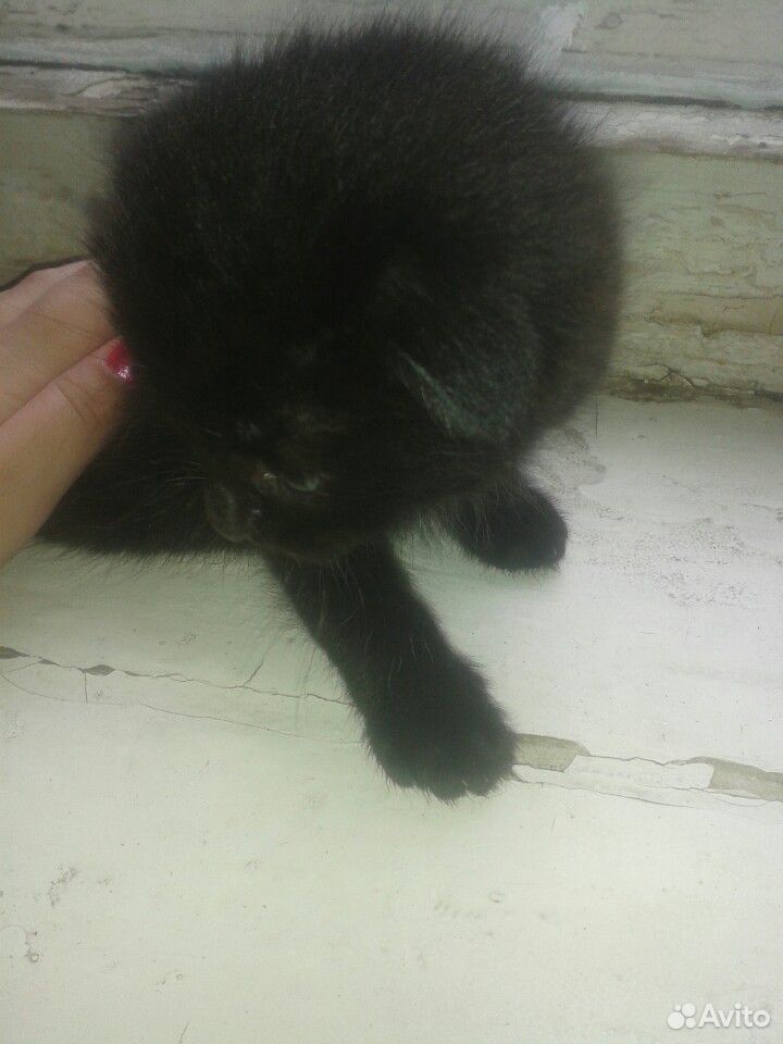 Продам котёнка шатланский веслоухий мальчик с белы