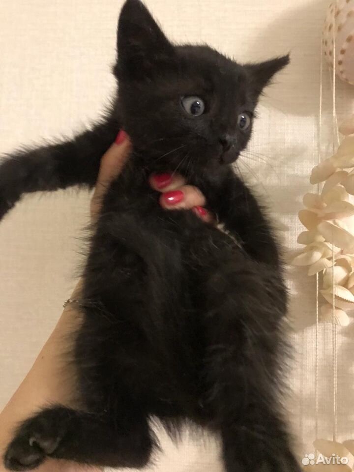 Котенок ищет дом