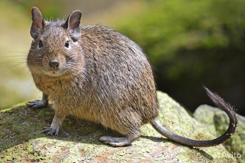 Чилийская белка