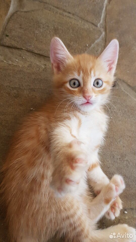 Мальчик 1мес