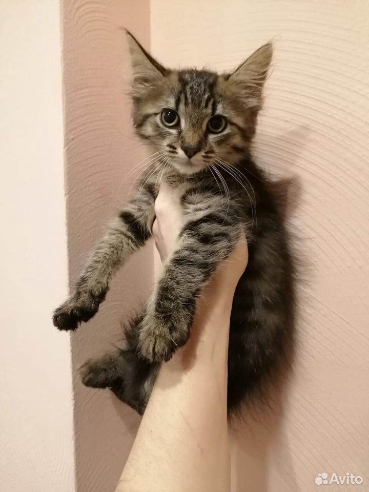 Кошечка в добрые руки