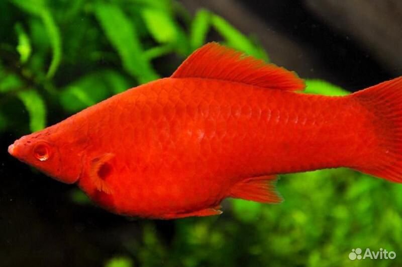 Интересует меченосец берлинец и рубин