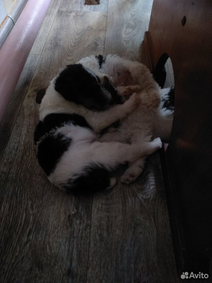 Щенки Фокс-терьера