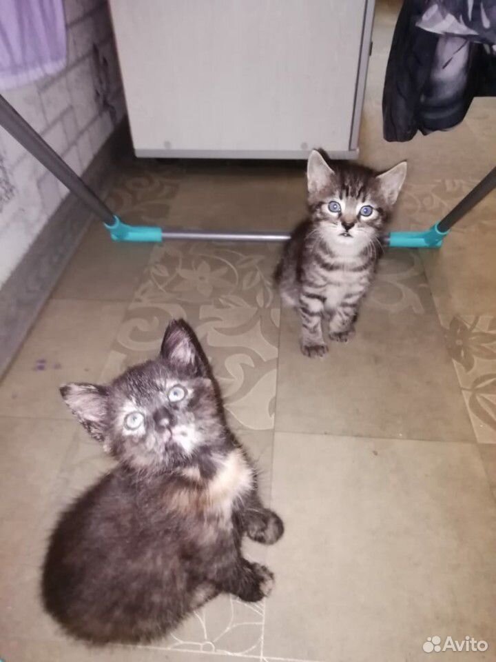 Симпатичные котятки