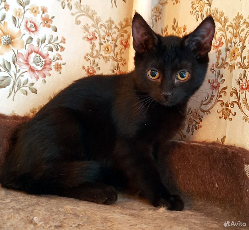 Кошечка Чернушка