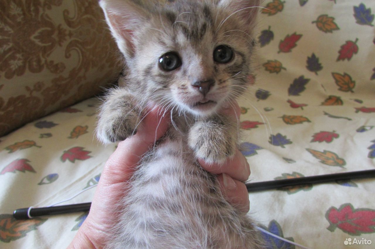 Очаровашке Элис нужен дом