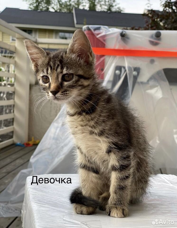 Кошка