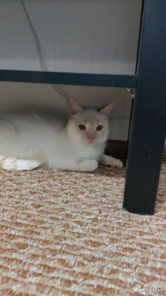 Котята подростки кастрированные в дар