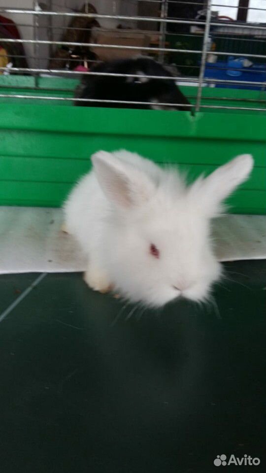 Кролик карликовый декоративный