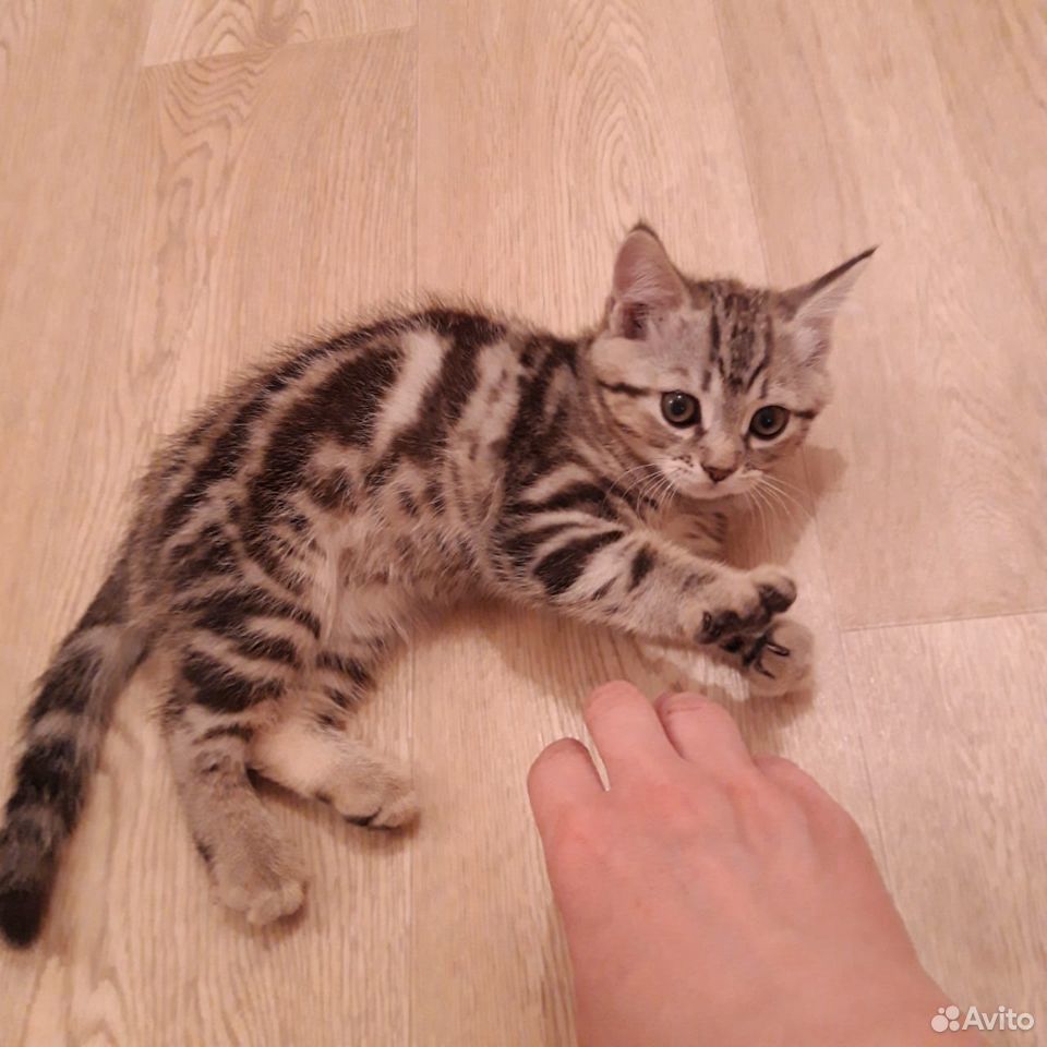 Котёнок ищет дом