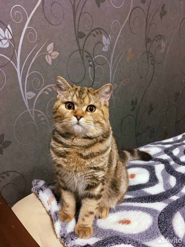 Кот британский (дом любимец/для разведения)