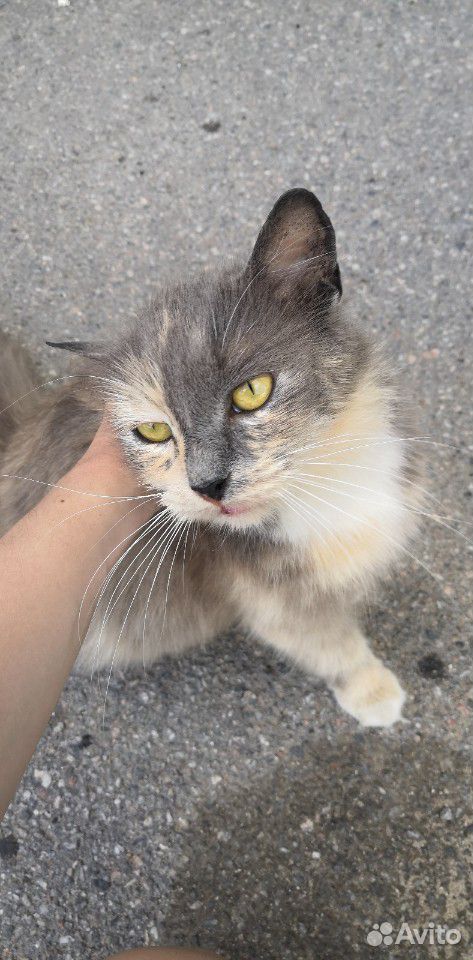 Кошка