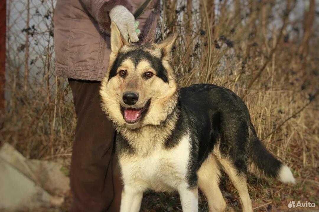 Пёс в добрые руки