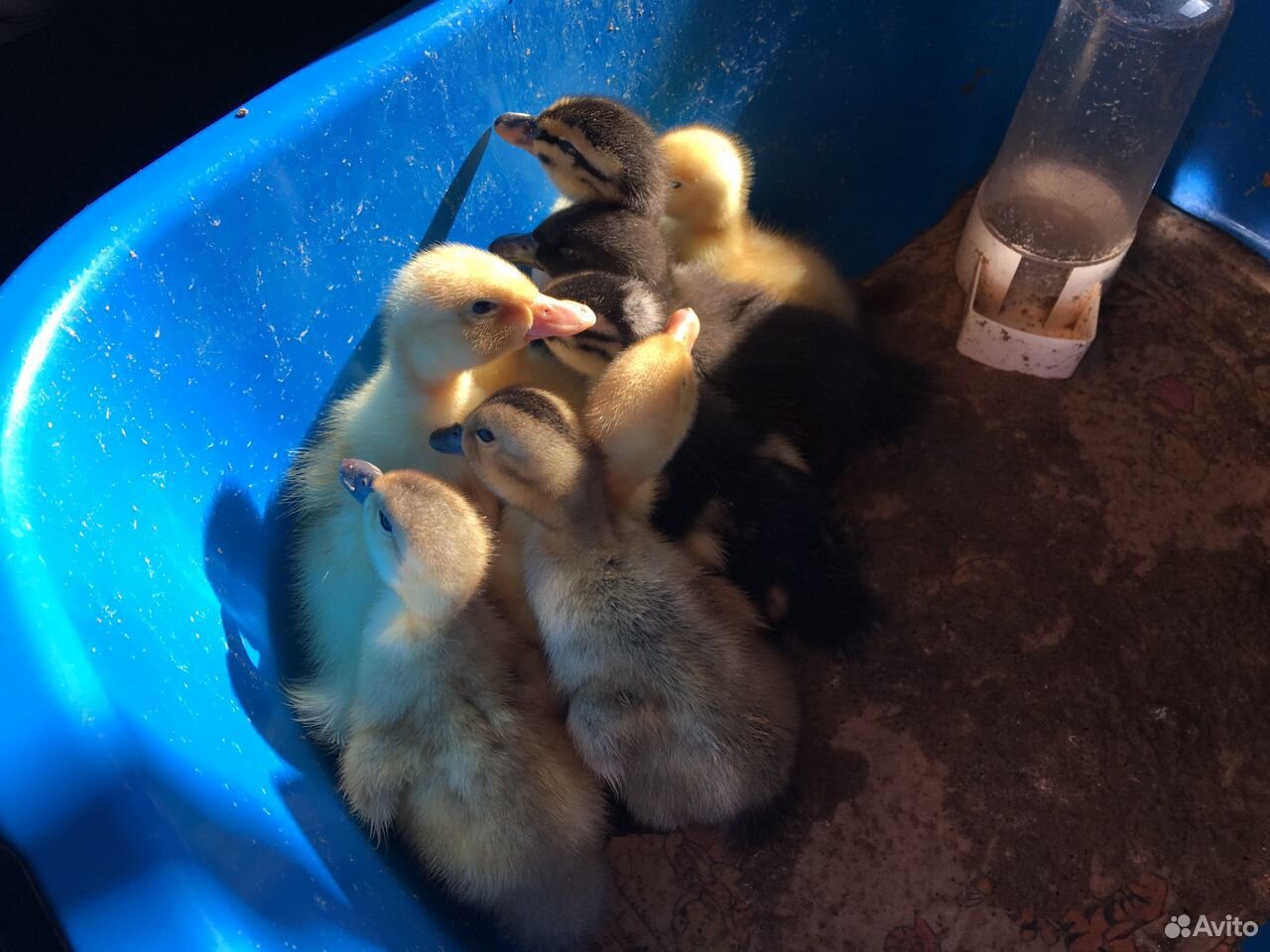 Утята, пекинские, цветные, хохлатые