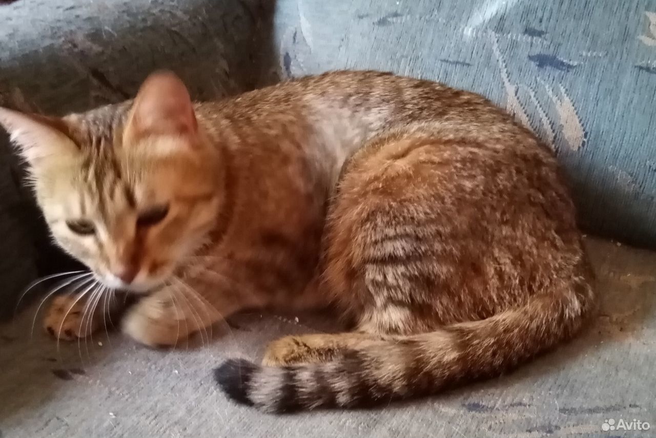 Кошка Ромашка в добрые руки