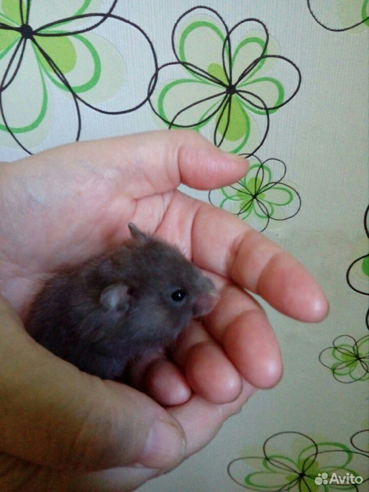 Продам сирийских хомячков