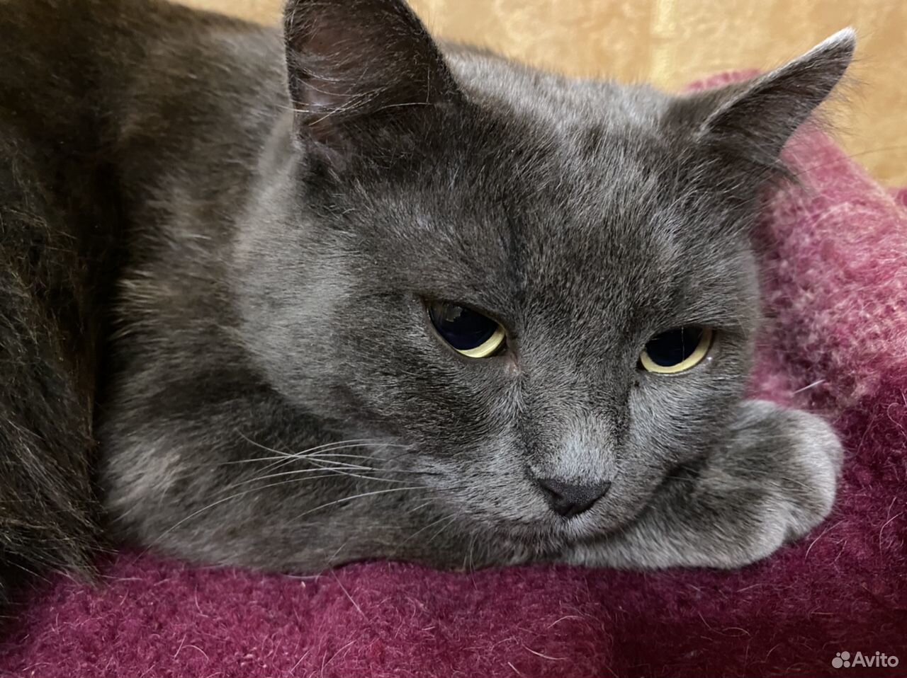 Русская голубая. Молодой кот в добрые руки бесплат