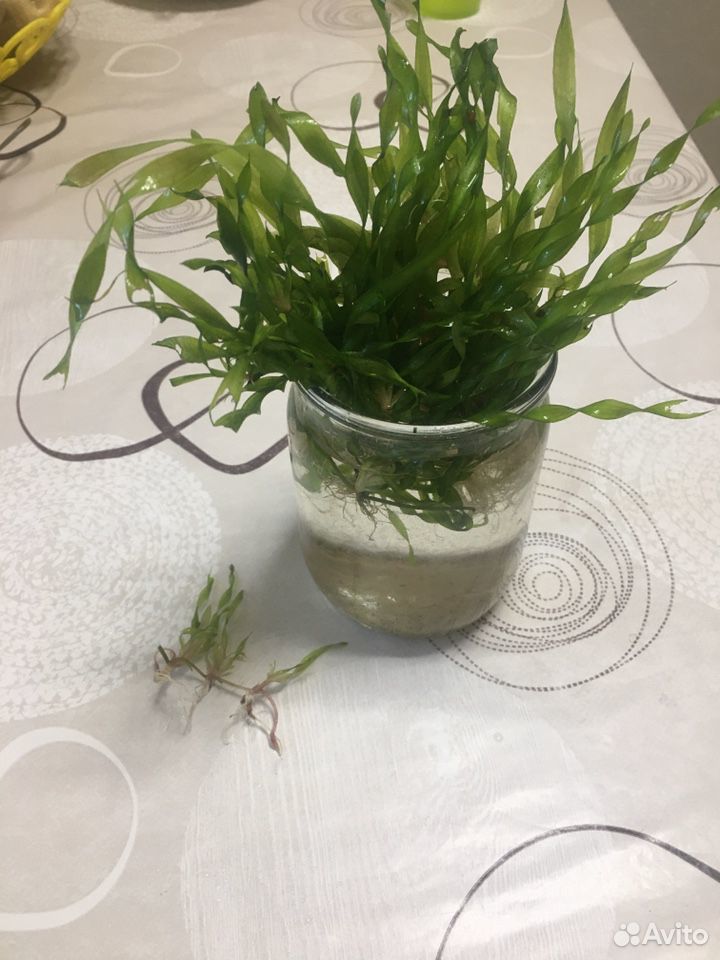 Водоросли живые