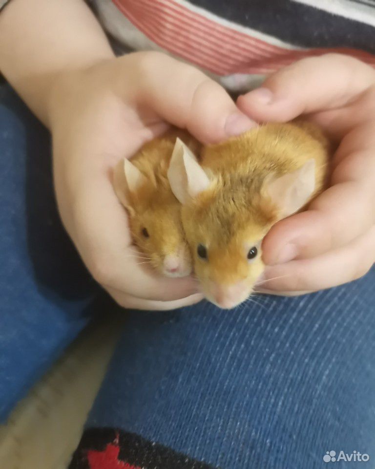 Сатиновые мыши