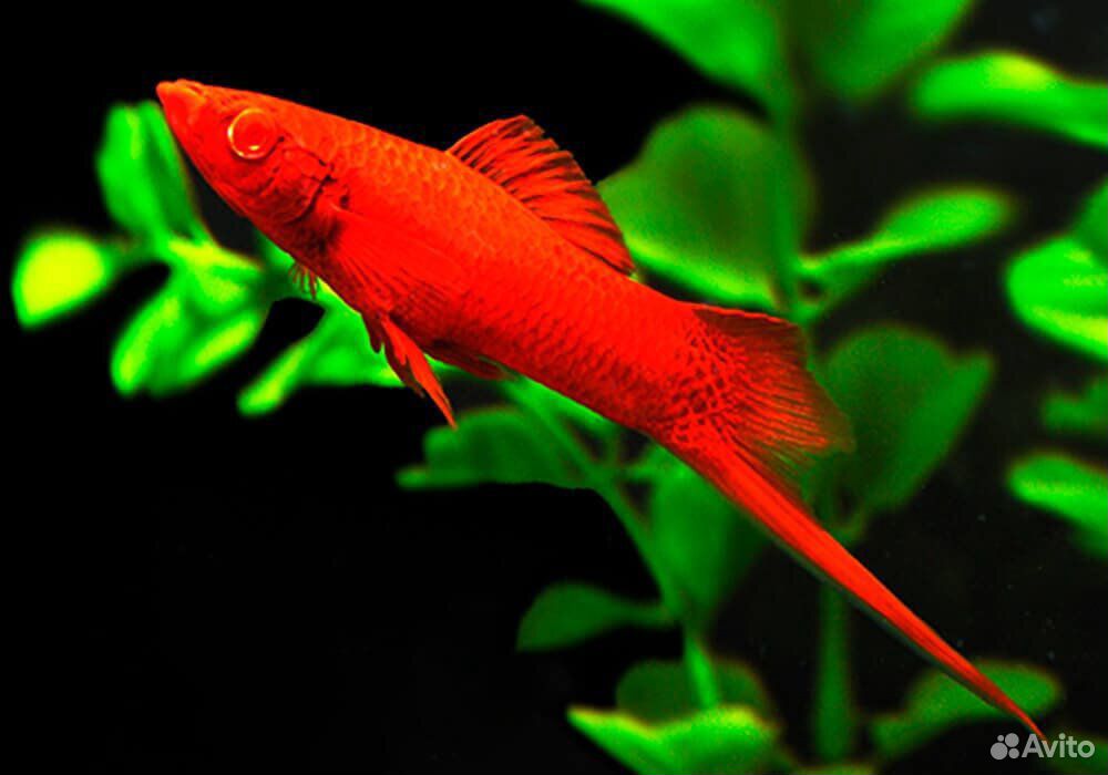 Меченосцы рубин