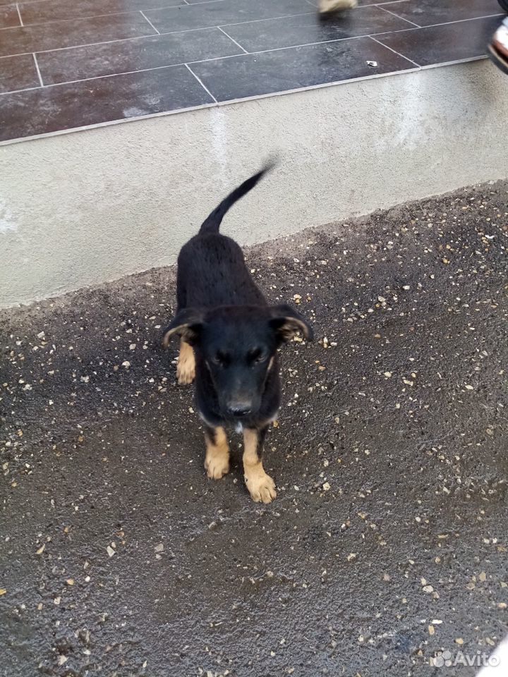 Кекс ищет дом