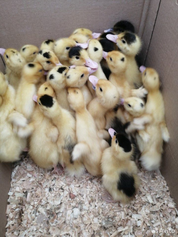 Утки, гуси, муларды, домашняя несушка, бройлеры