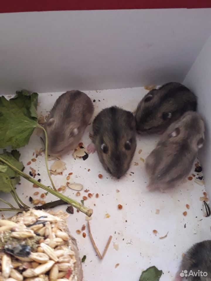 Джунгарики