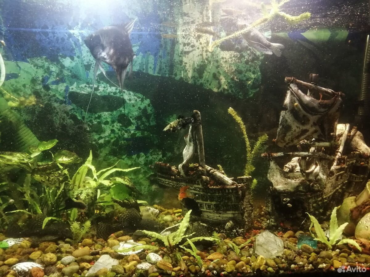 Аквариум на 125л со всем содержимым