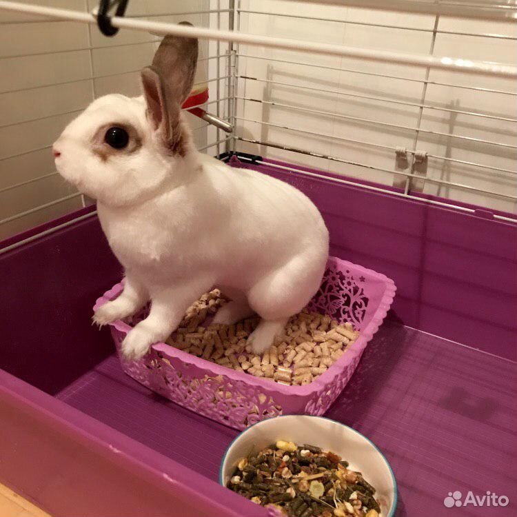 Декоративный кролик