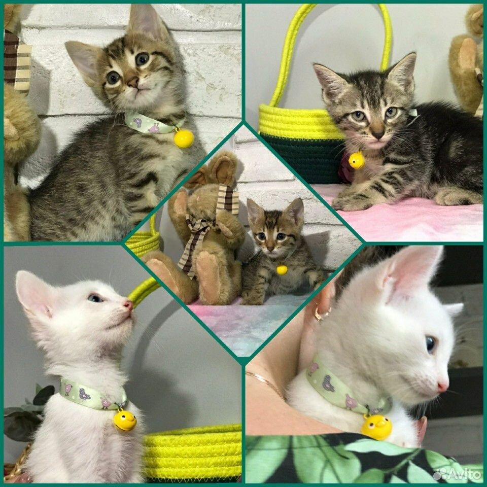 Котяняшки-ниндзя, мальчики 1,5 мес