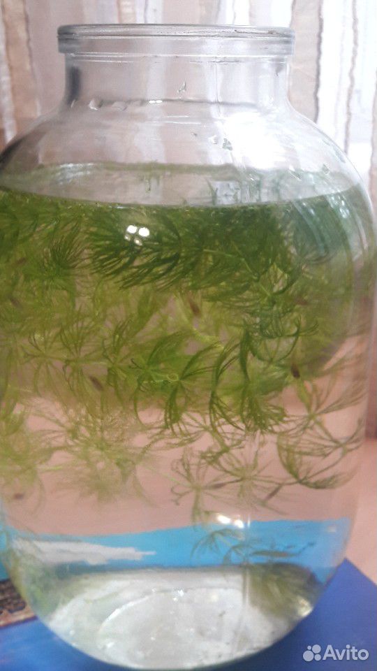 Гуппи подросшие мольки