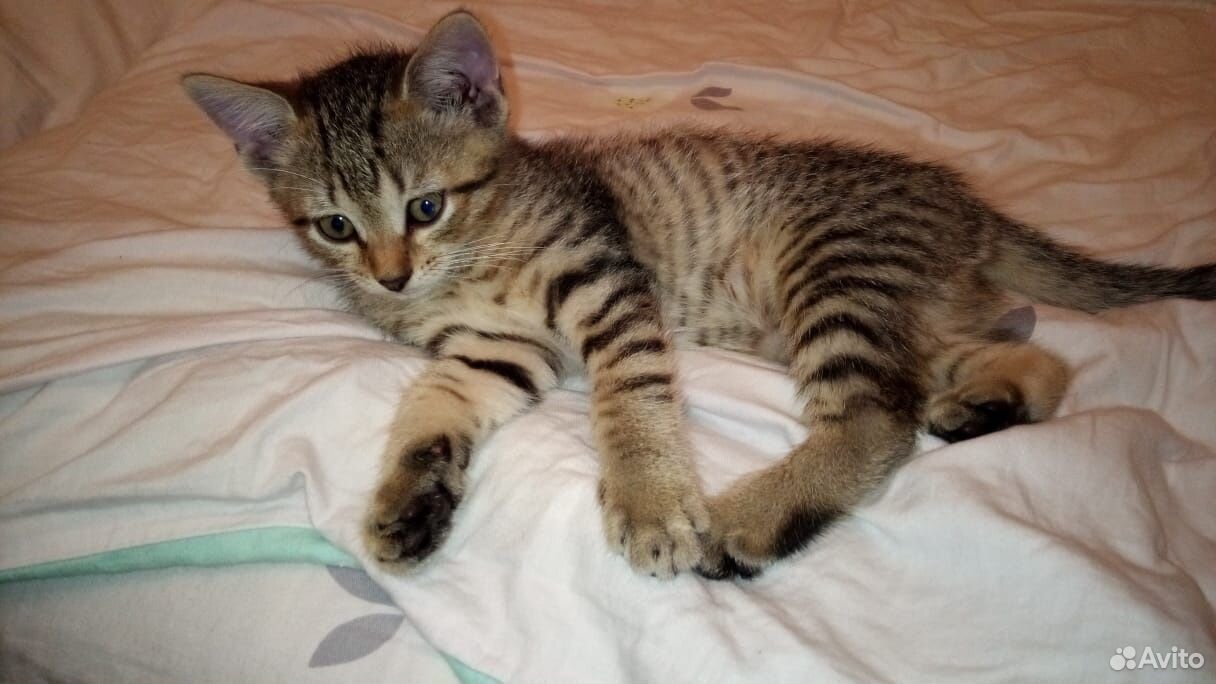 Патрик и Алекс ищут семью