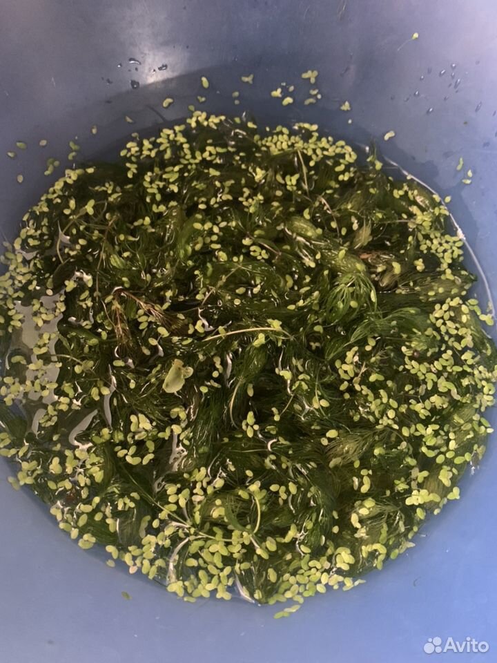 Аквариумные растения