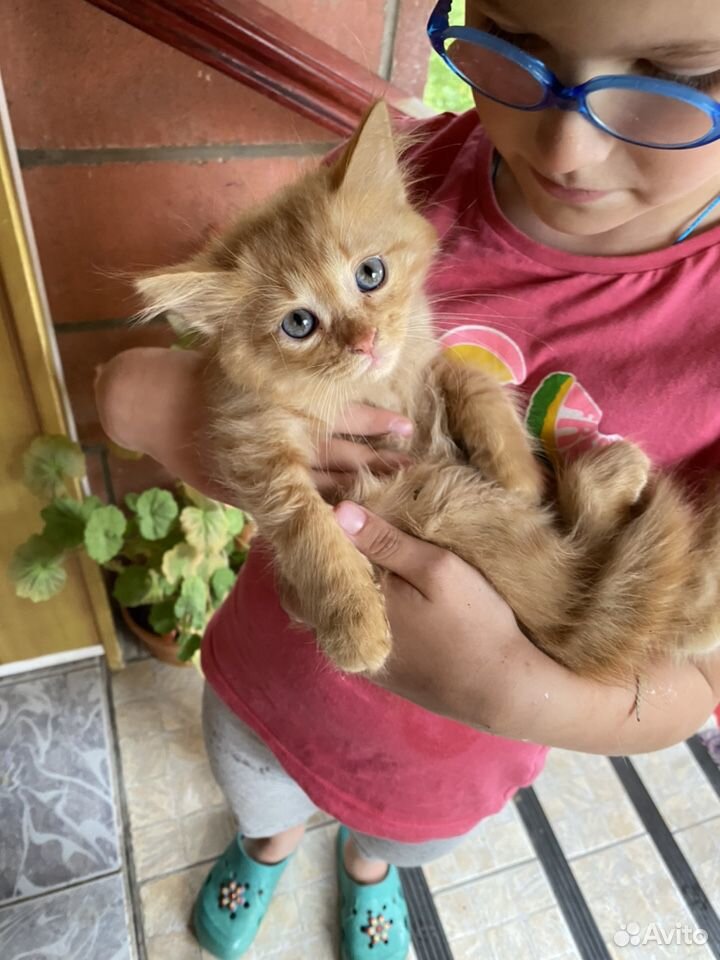 Рыжий котенок