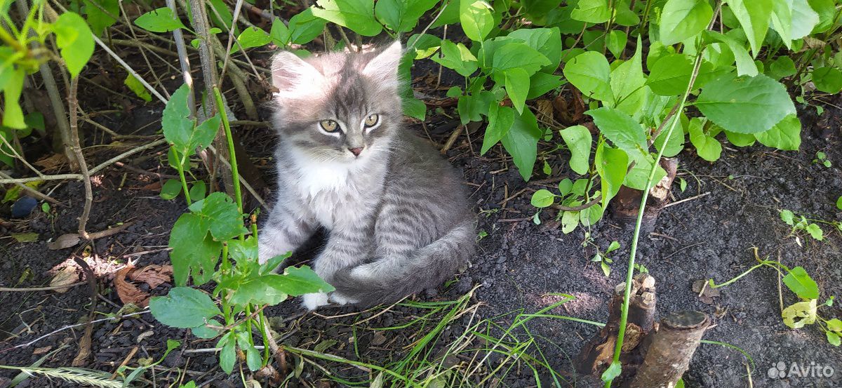 Кошка