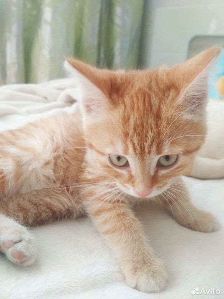 Персиковое чудо