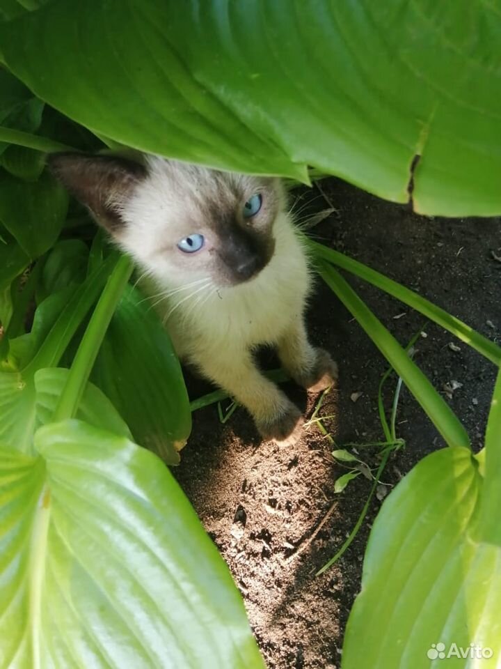 Котята от кошки породы Питерская маскарадная