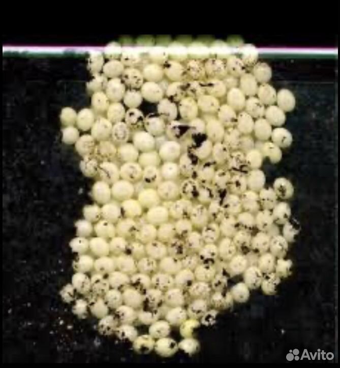 Кладка яиц улитки ахатины