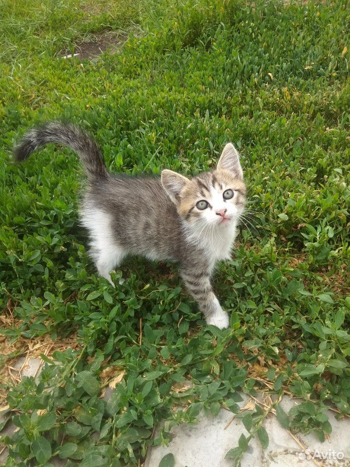 Котята мальчики мышеловы