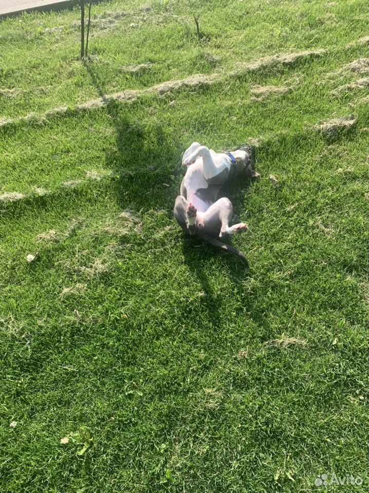 Продадим Ам.Стаффа 6месяцев причина продажи у ребё