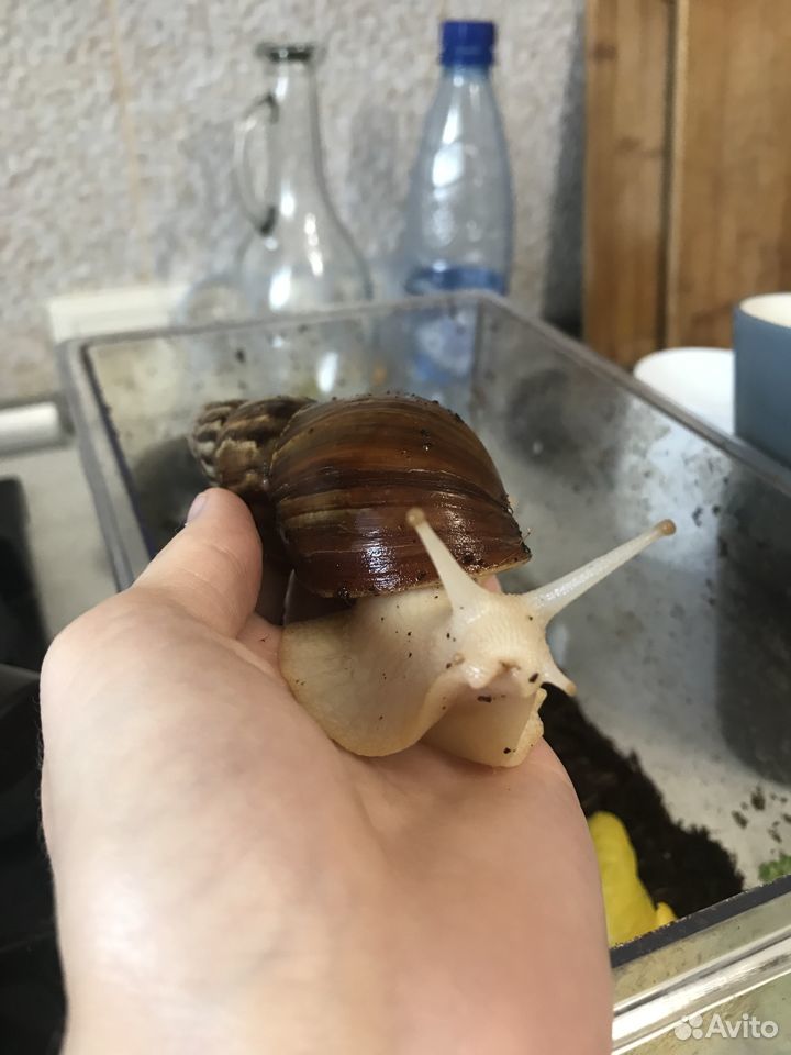 Улитка-ахатинка:)