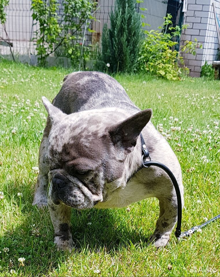 Мальчик блю мерле