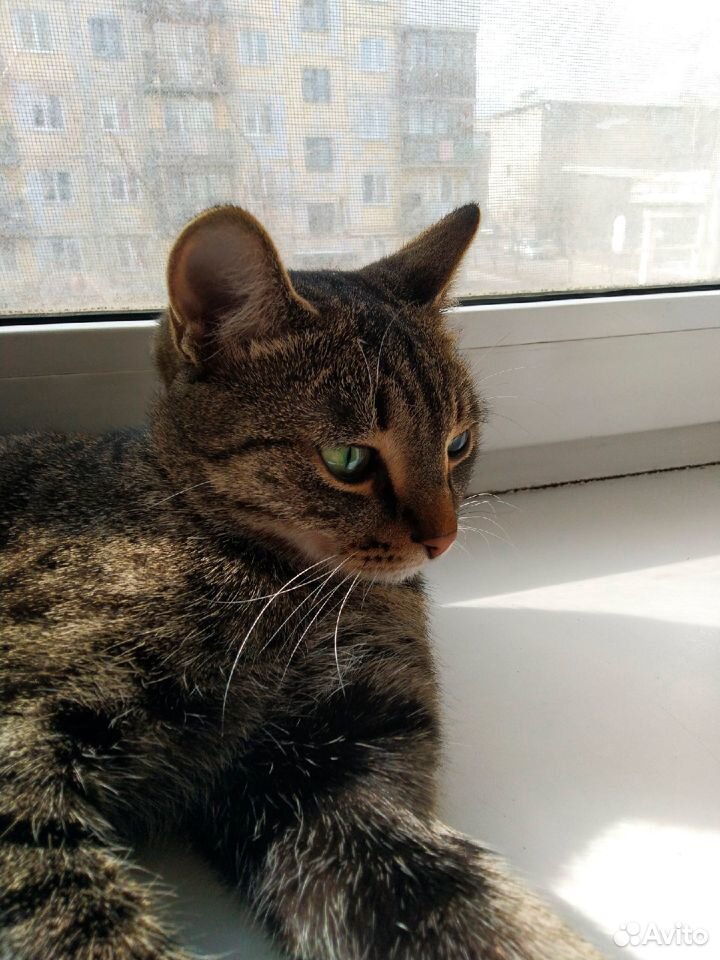 Молодая и ласковая кошечка Лилит